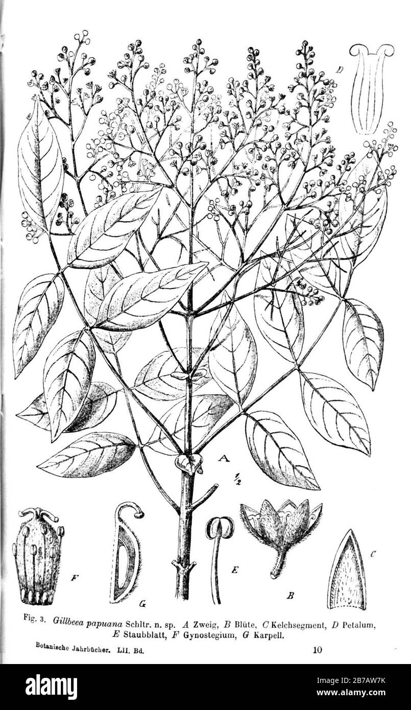 Papuana hi-res stock photography and images - Alamy