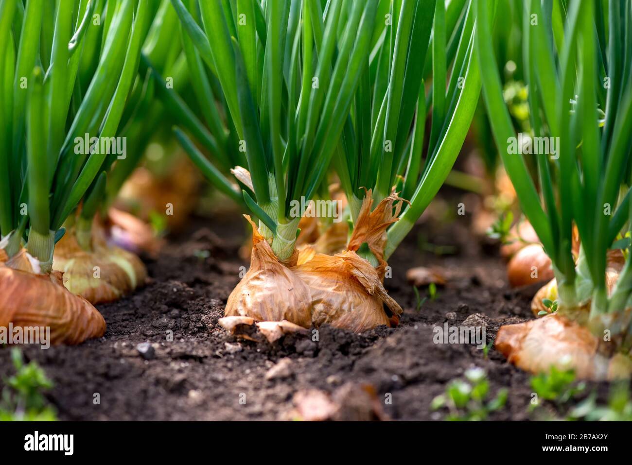 Close up onion plantation hi-res stock photography and images - Alamy