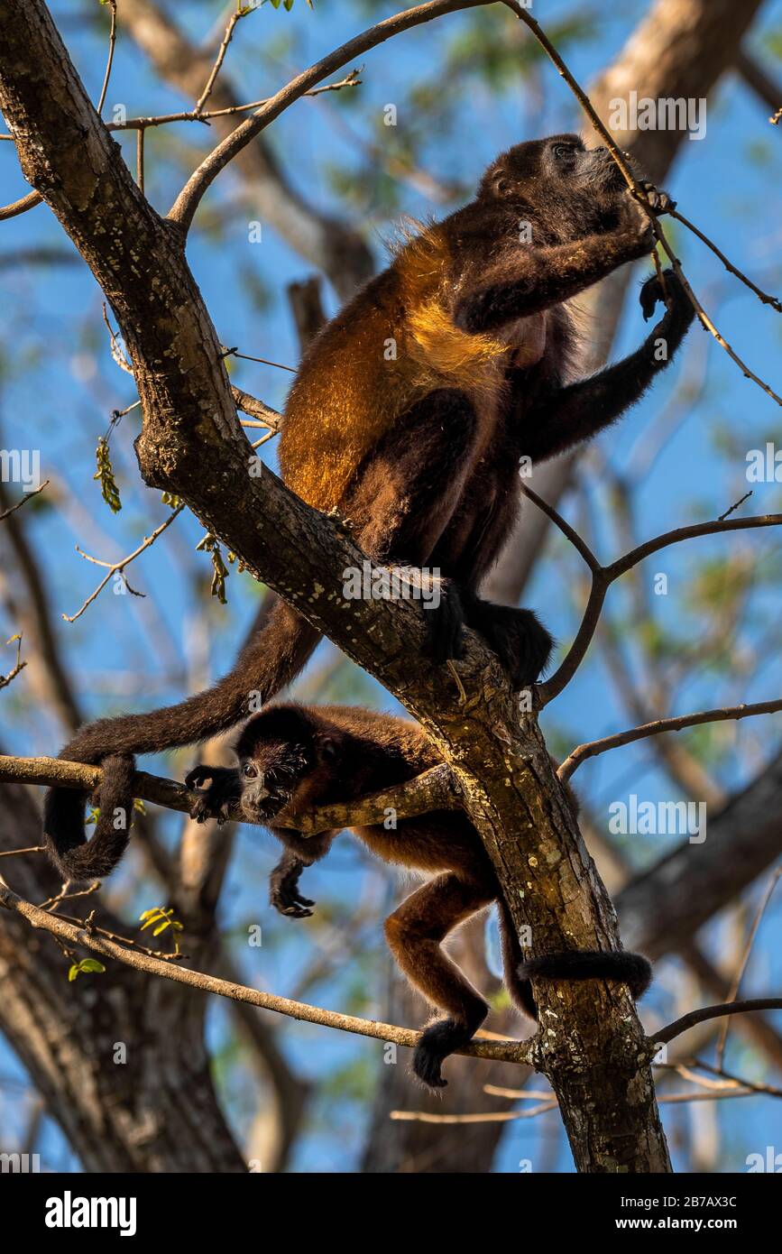 Azuero howler monkey with baby on a tree branch Stock Photo - Alamy
