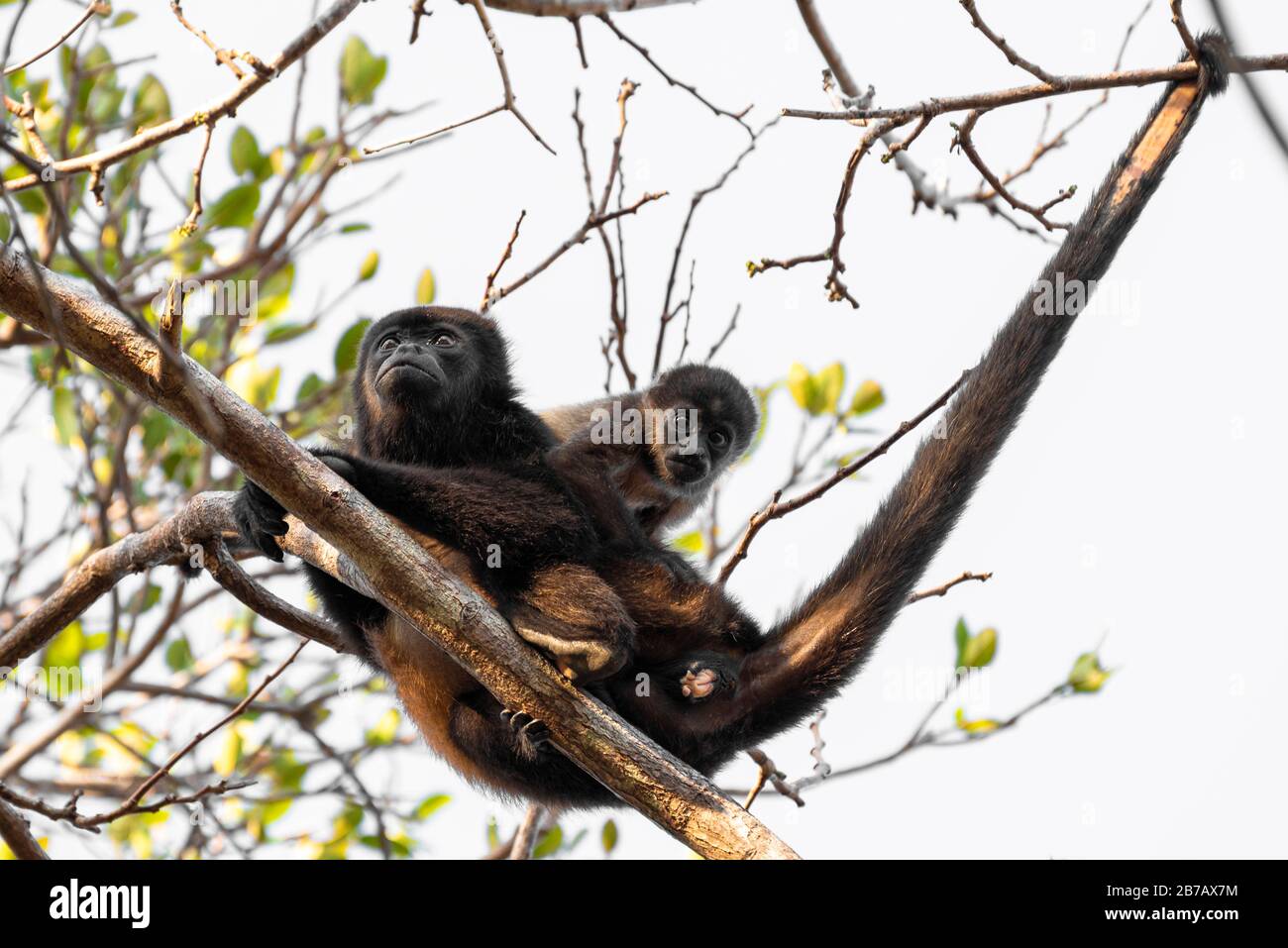Azuero howler monkey with baby on a tree branch Stock Photo - Alamy