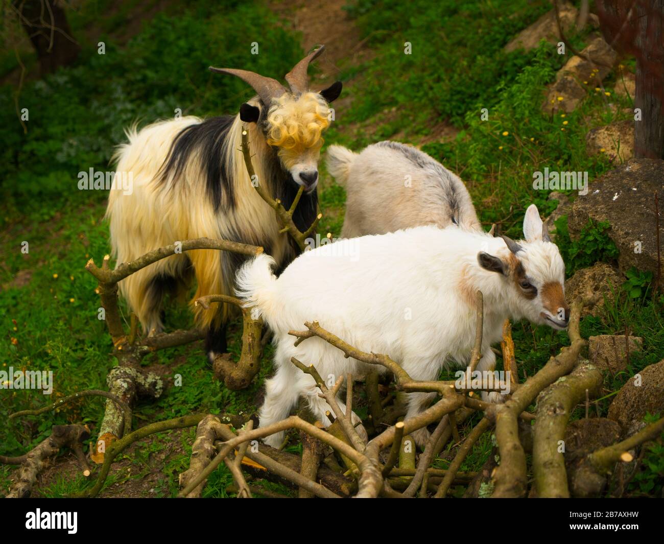 Beautiful goat specimens bred in the province of Rome Stock Photo - Alamy