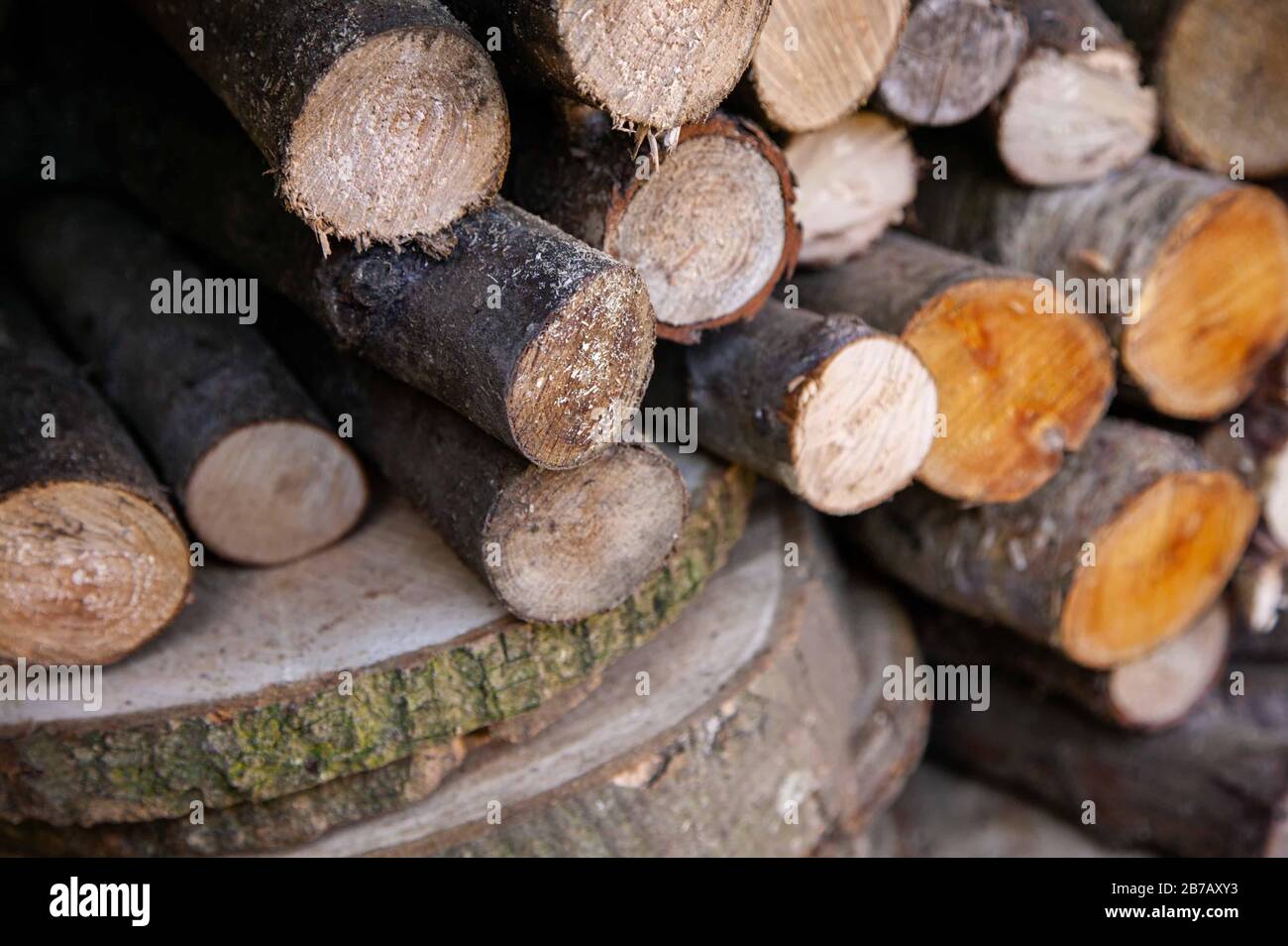 Log slices hi-res stock photography and images - Alamy