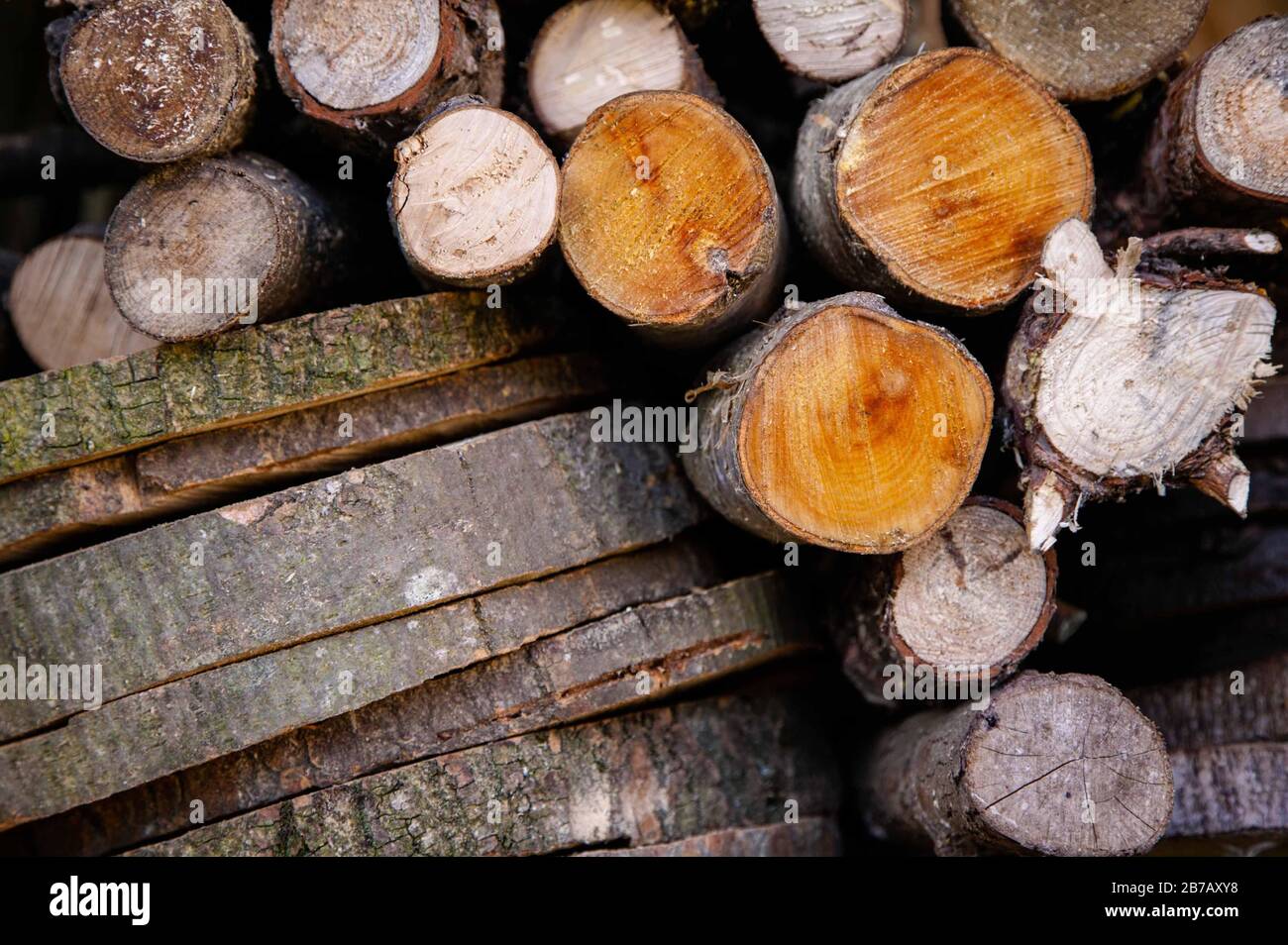Log slices hi-res stock photography and images - Alamy