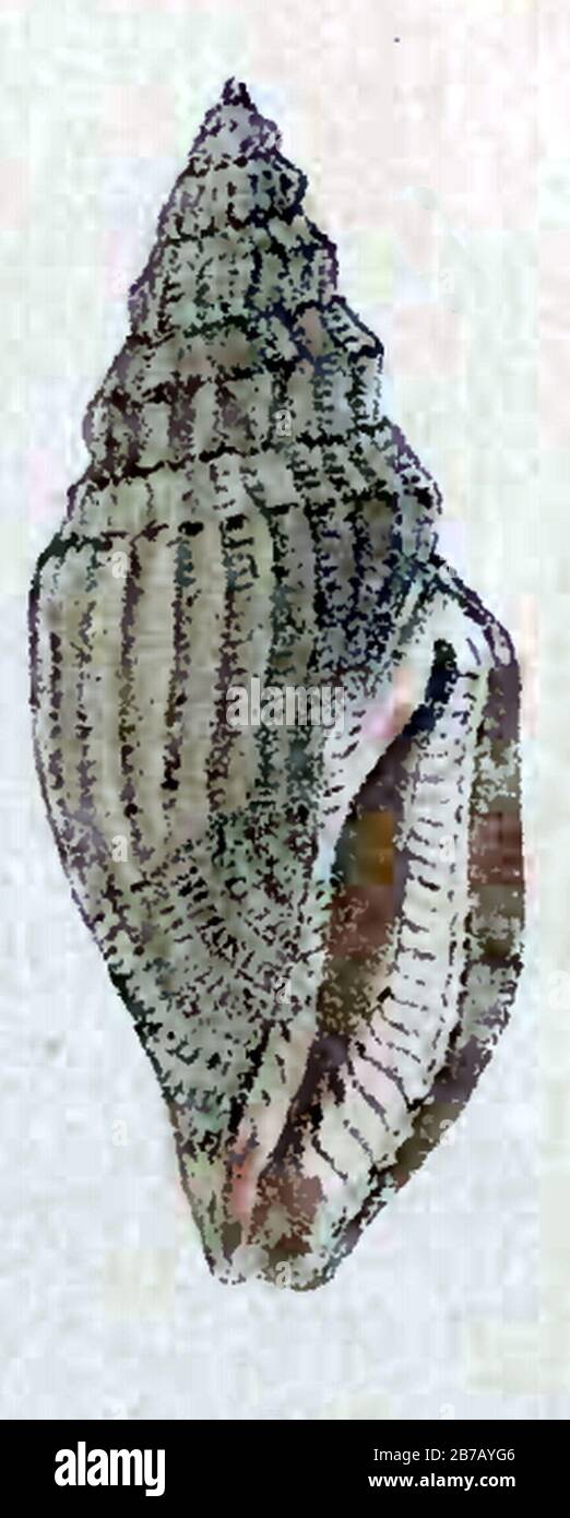 Gingicithara ponderosa 001 Stock Photo - Alamy