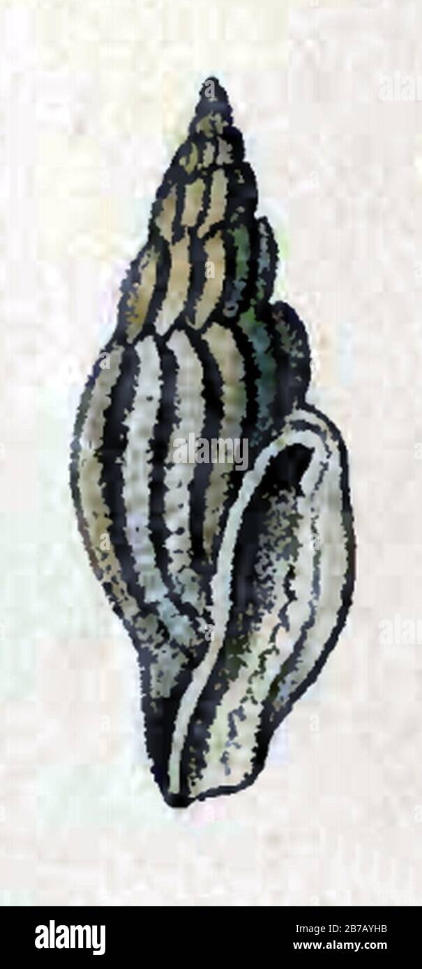 Gingicithara lyrica 001 Stock Photo - Alamy