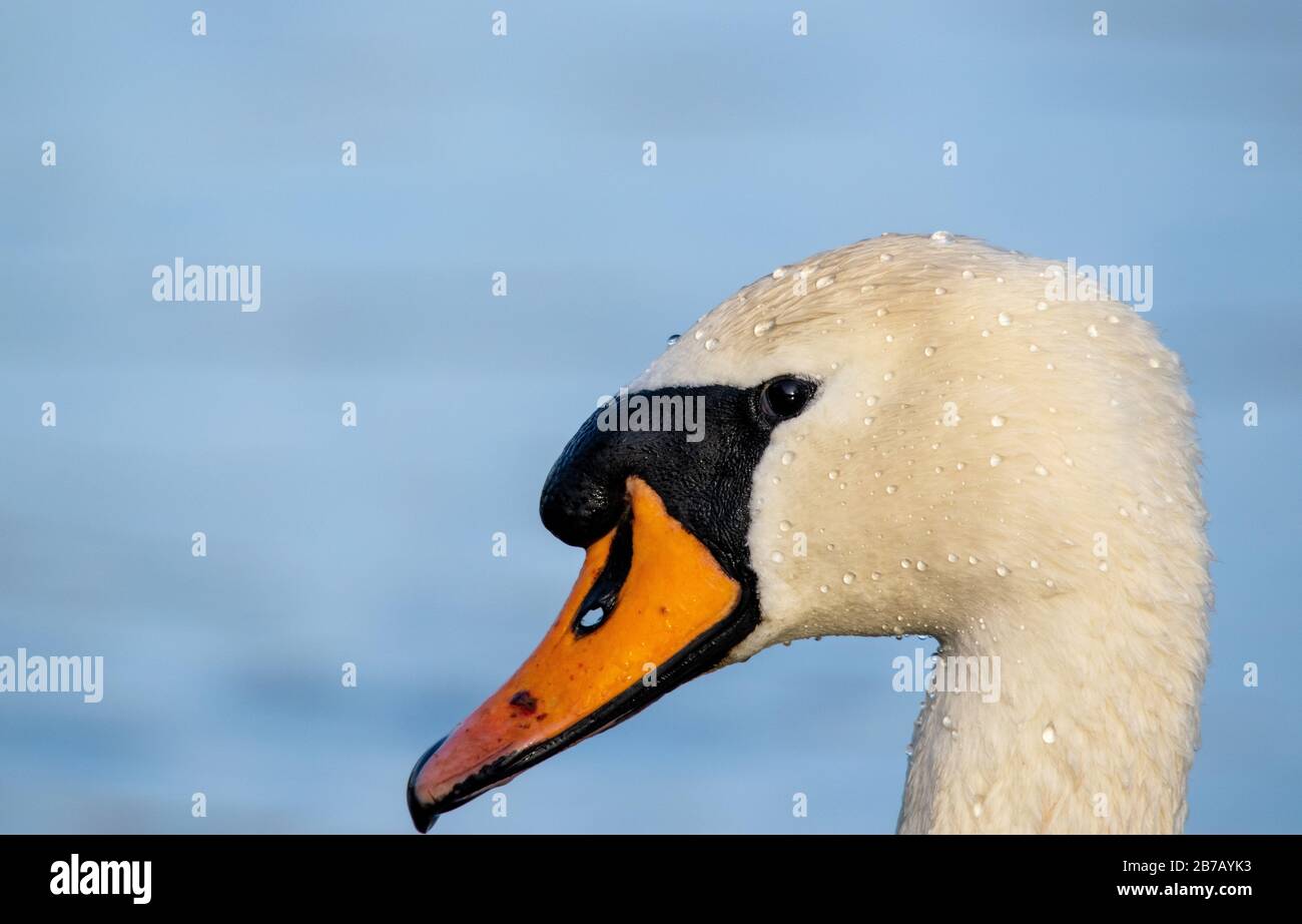 Portrait swan face hi-res stock photography and images - Alamy