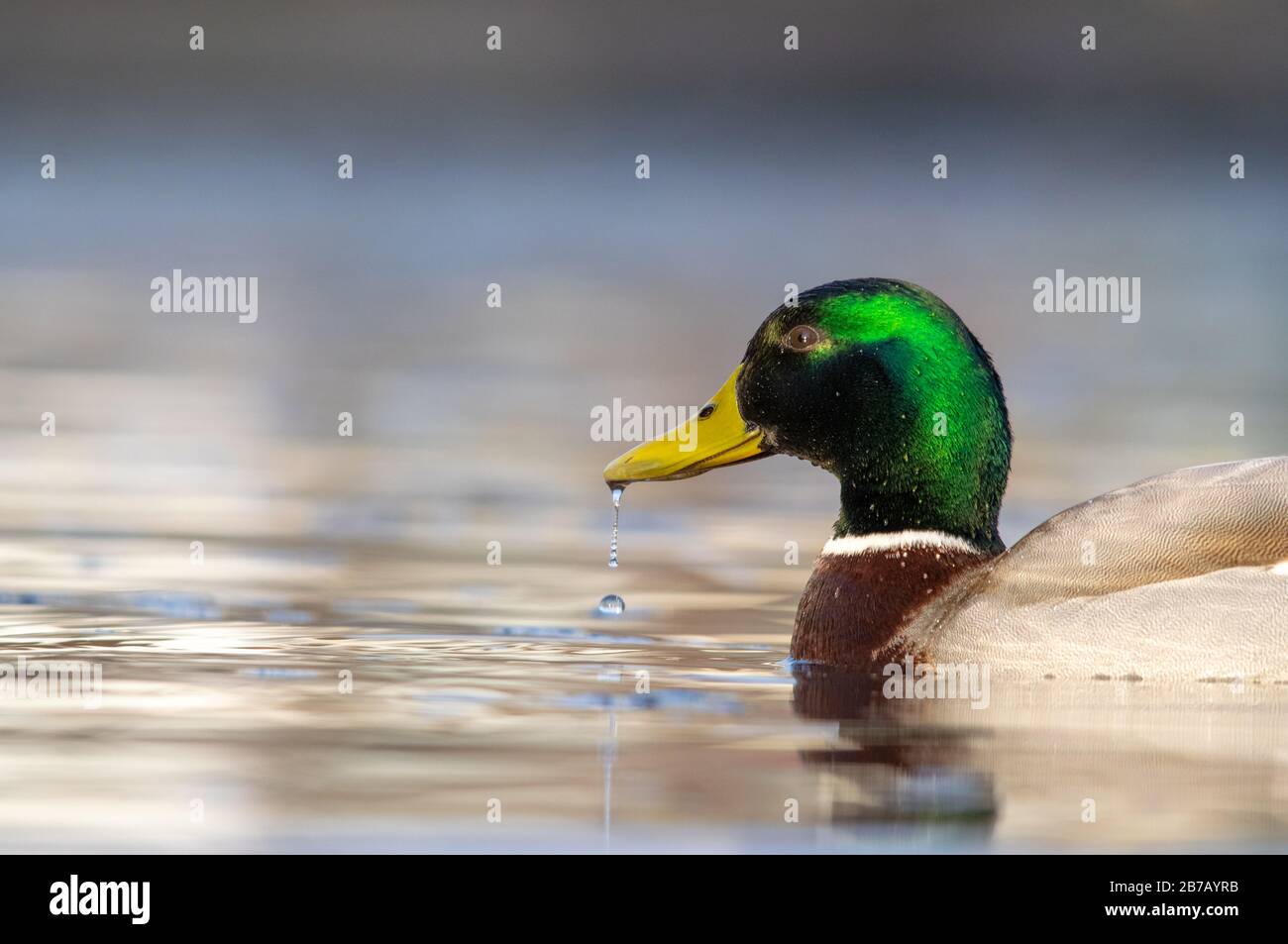 Male mallard ducks hi-res stock photography and images - Alamy