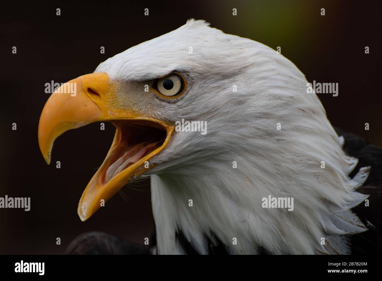 Bald eagle feather isolated hi-res stock photography and images - Alamy