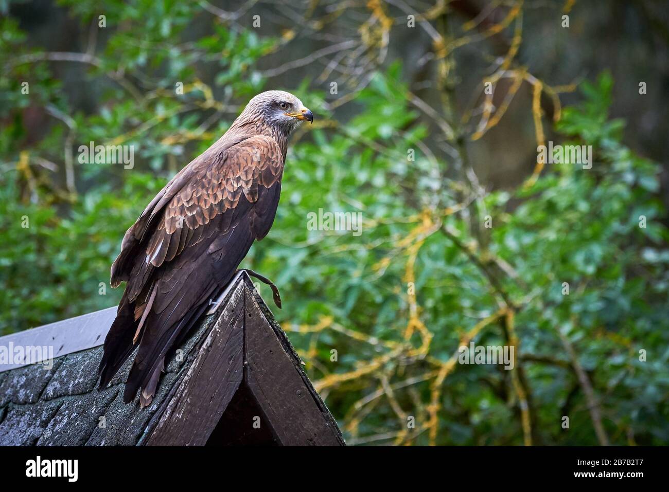 Black Kite (Milvus migrans) Falconry Stock Photo - Alamy