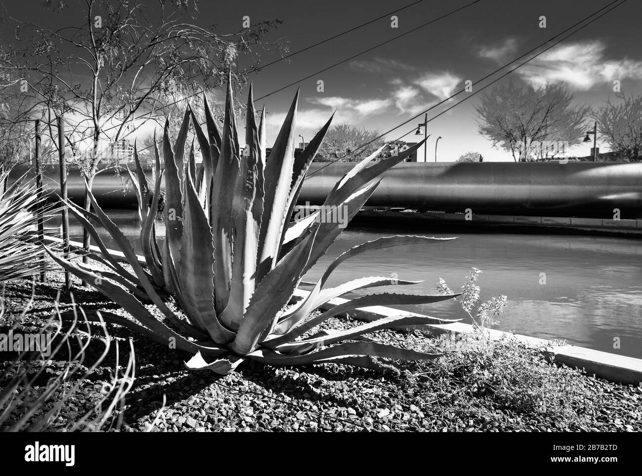 Agave america Black and White Stock Photos & Images - Alamy