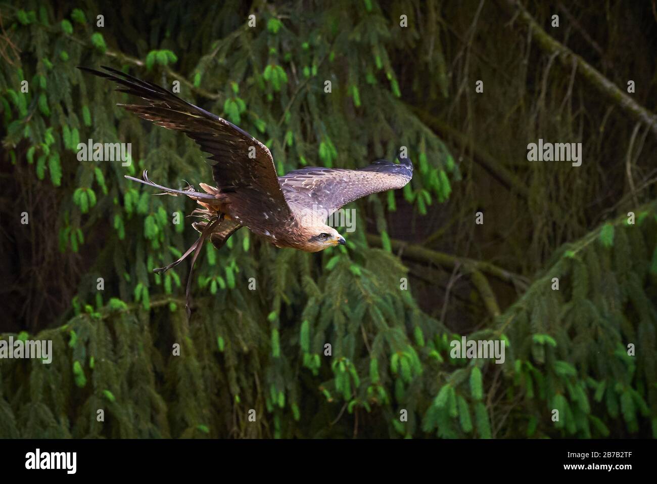 Black Kite in flight (Milvus migrans) Falconry Stock Photo - Alamy