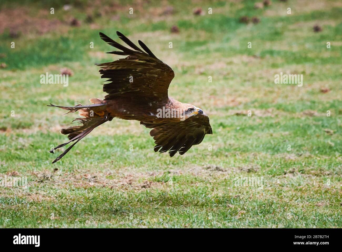 Black Kite in flight (Milvus migrans) Falconry Stock Photo - Alamy