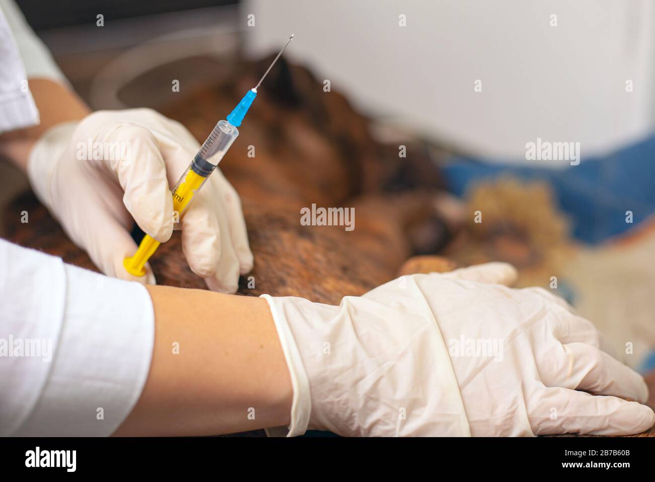 veterinarian is preparing give an injection to a dog. veterinary ...