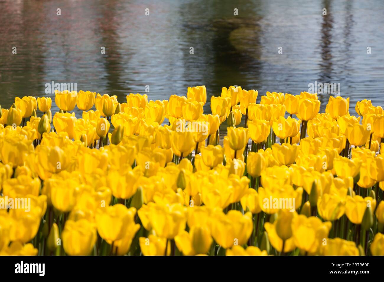 Yellow color Tulips Bloom in Spring in garden Stock Photo - Alamy