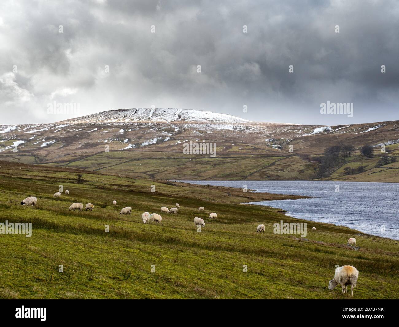 A flock of sheep at Scar House reservoir. Yorkshire Stock Photo - Alamy