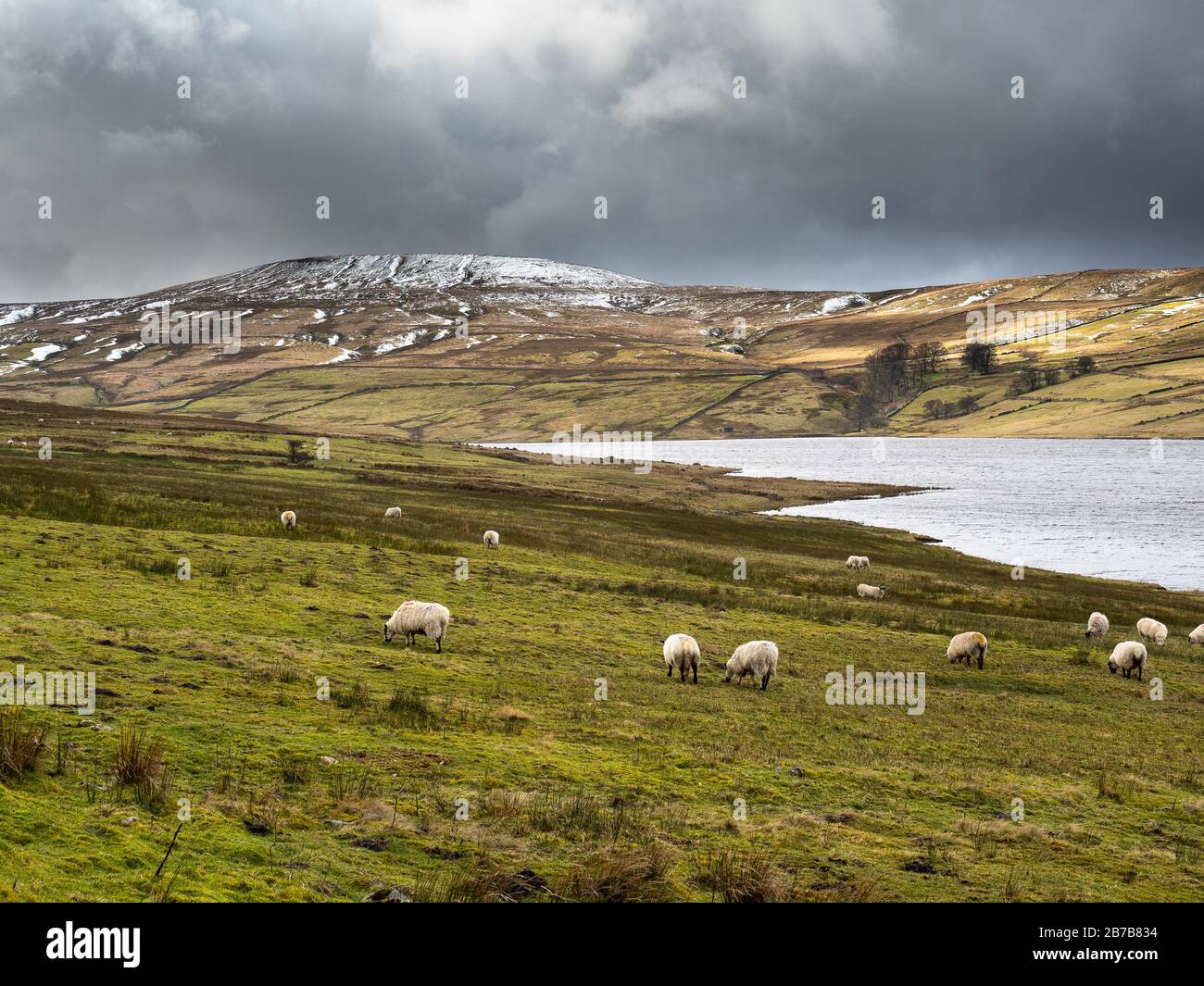 A flock of sheep at Scar House reservoir. Yorkshire Stock Photo - Alamy