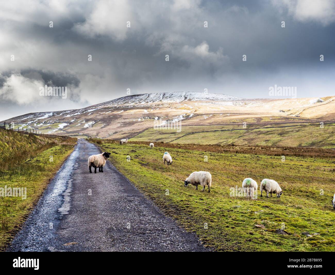 A flock of sheep at Scar House reservoir. Yorkshire Stock Photo - Alamy