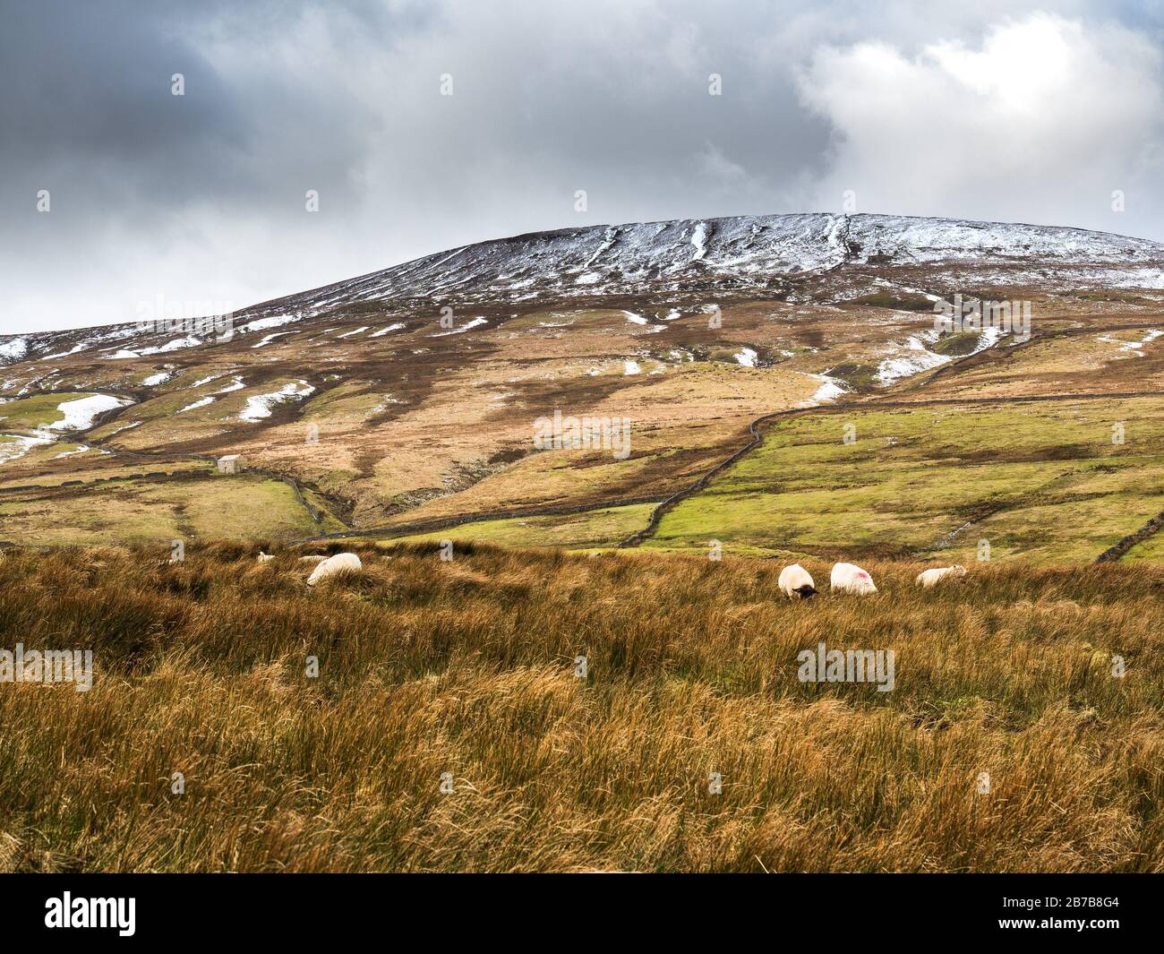 A flock of sheep at Scar House reservoir. Yorkshire Stock Photo - Alamy