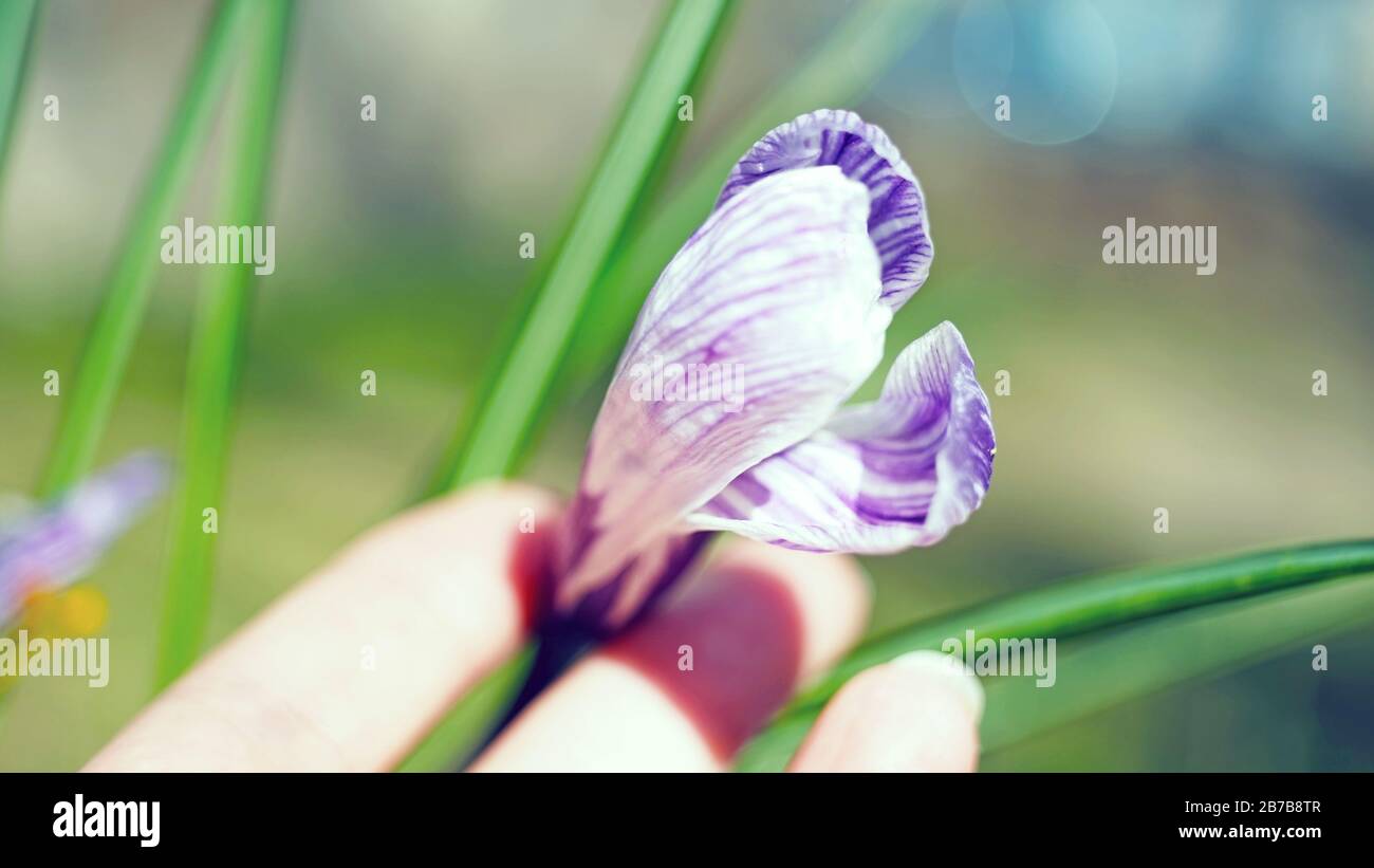 Female fingers touch blue crocus flower in sunny garden, side view ...