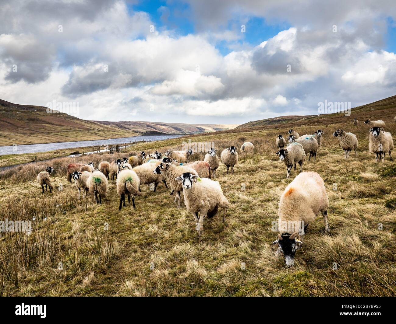 A flock of sheep at Scar House reservoir. Yorkshire Stock Photo - Alamy