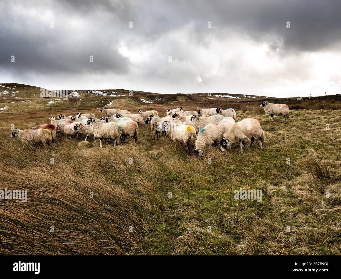 A flock of sheep at Scar House reservoir. Yorkshire Stock Photo - Alamy