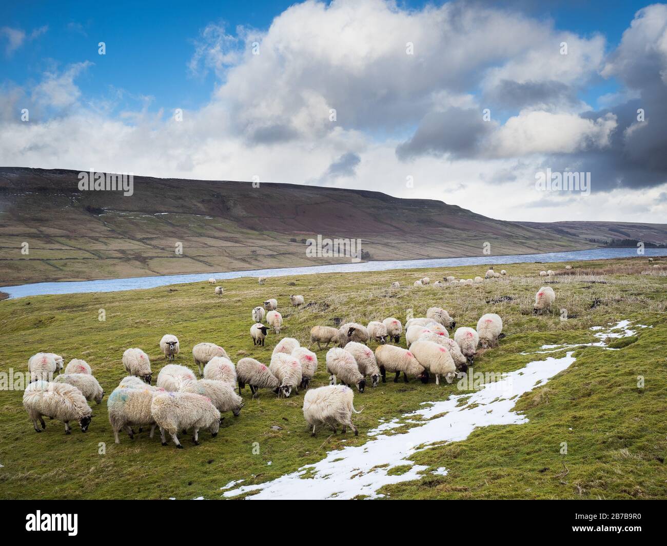A flock of sheep at Scar House reservoir. Yorkshire Stock Photo - Alamy