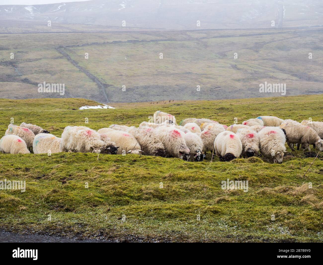 A flock of sheep at Scar House reservoir. Yorkshire Stock Photo - Alamy