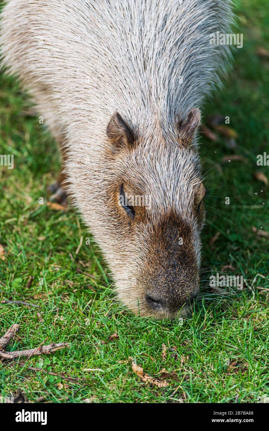 The capybara (Hydrochoerus hydrochaeris) is a giant cavy rodent native ...