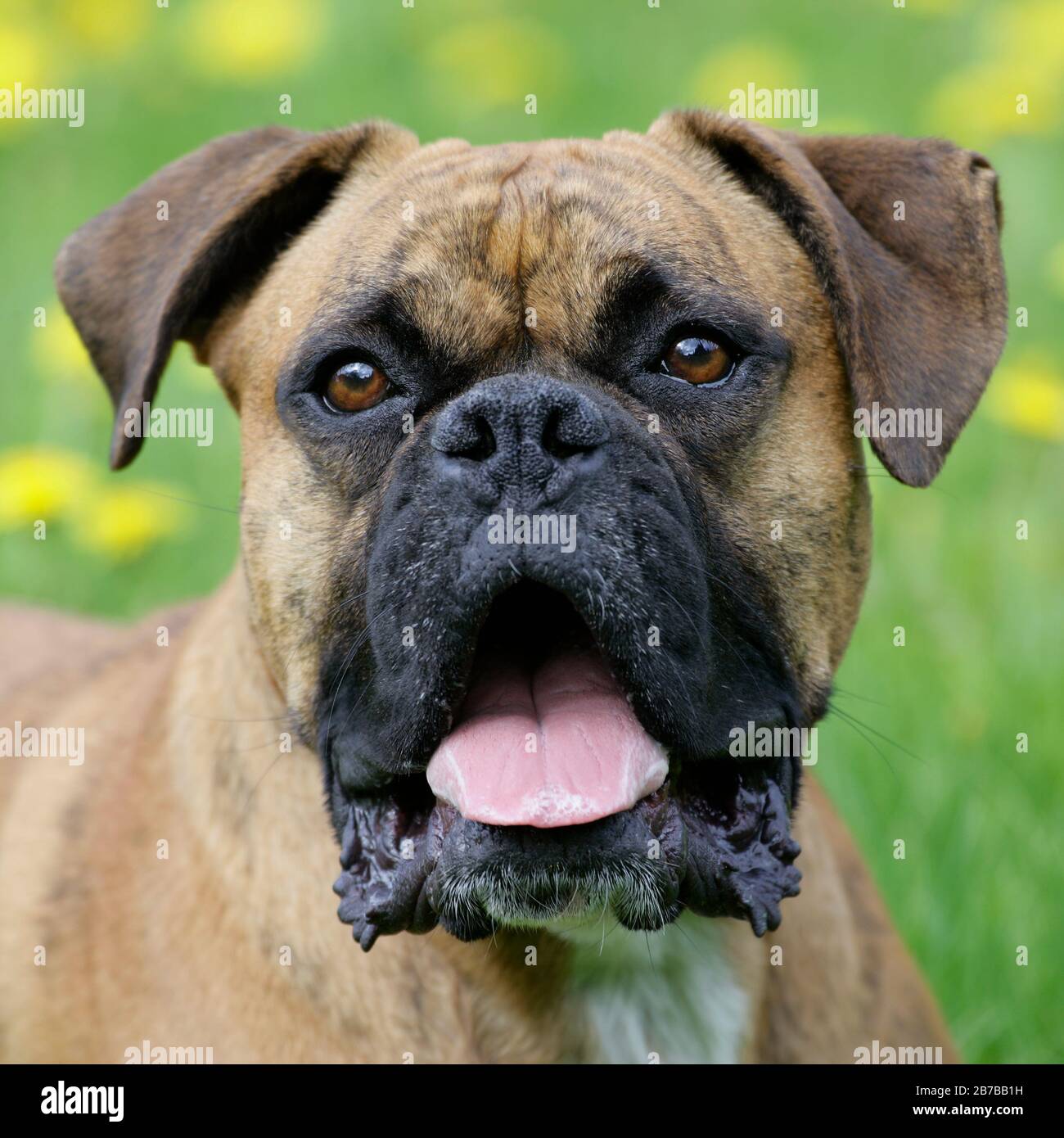 Portrait dog male boxer hi-res stock photography and images - Alamy