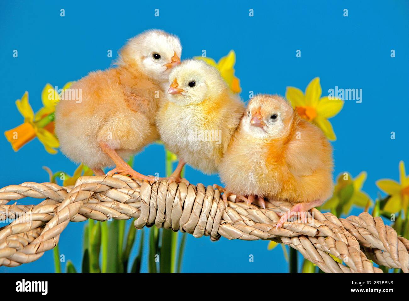 Farm animals together hi-res stock photography and images - Alamy