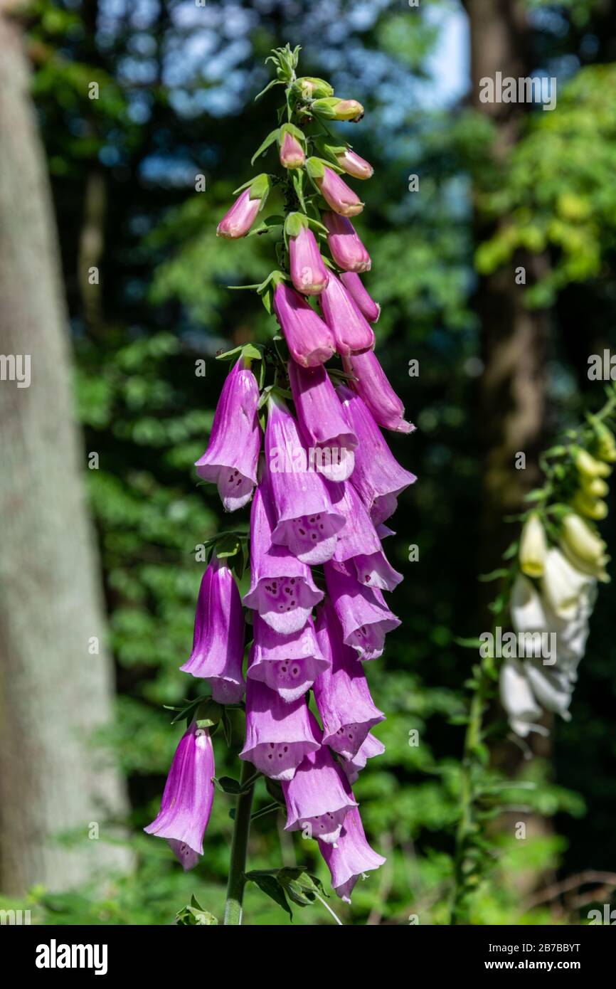 Foxglove in sun hi-res stock photography and images - Alamy