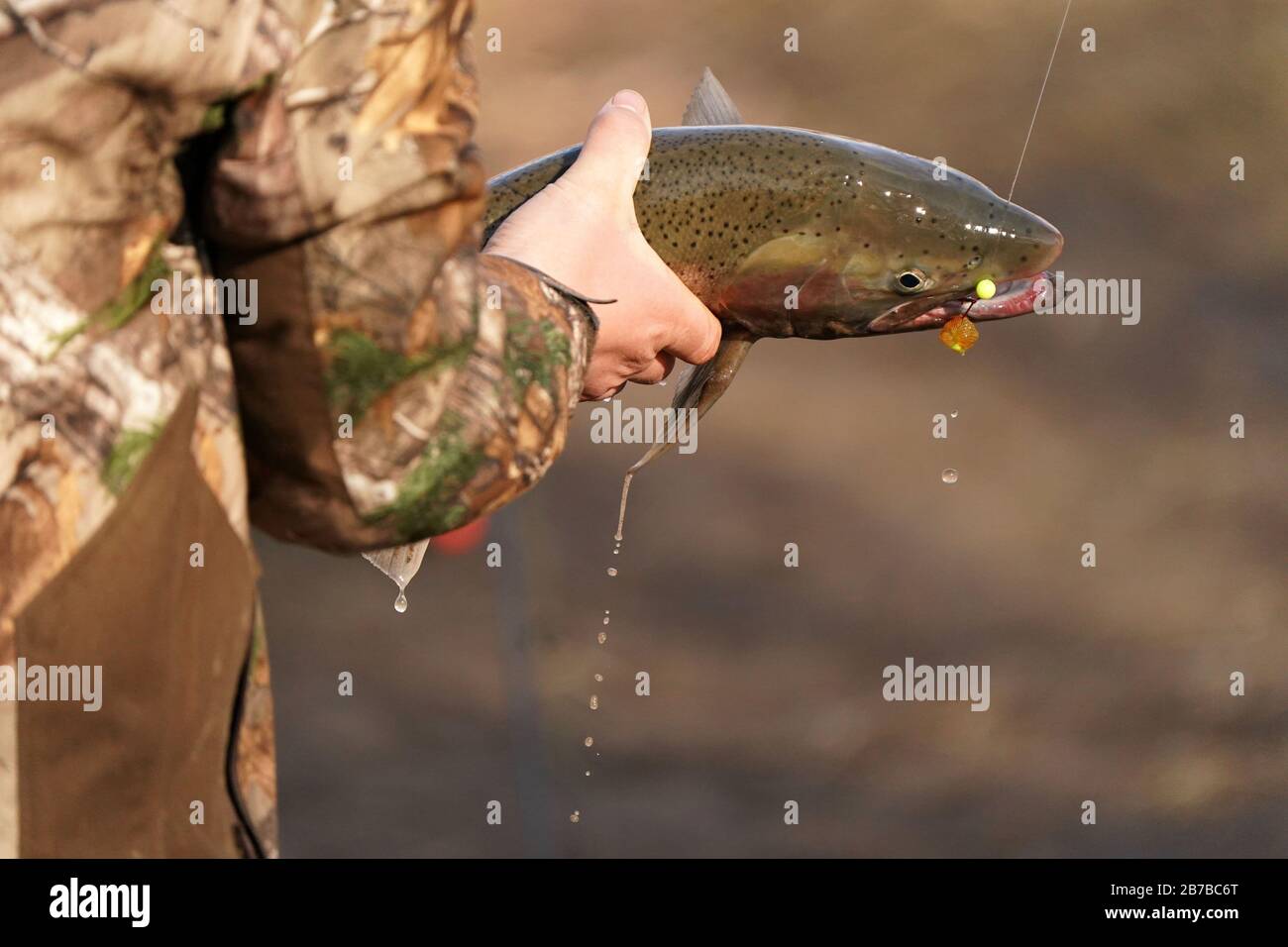 Catch and Release Rainbow trout in river Stock Photo - Alamy