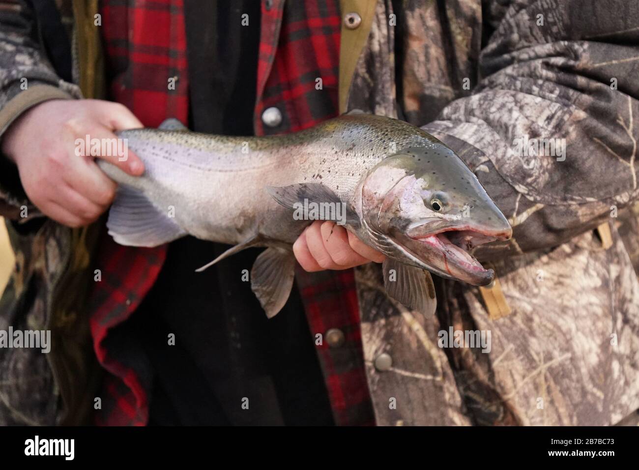 Trout Face