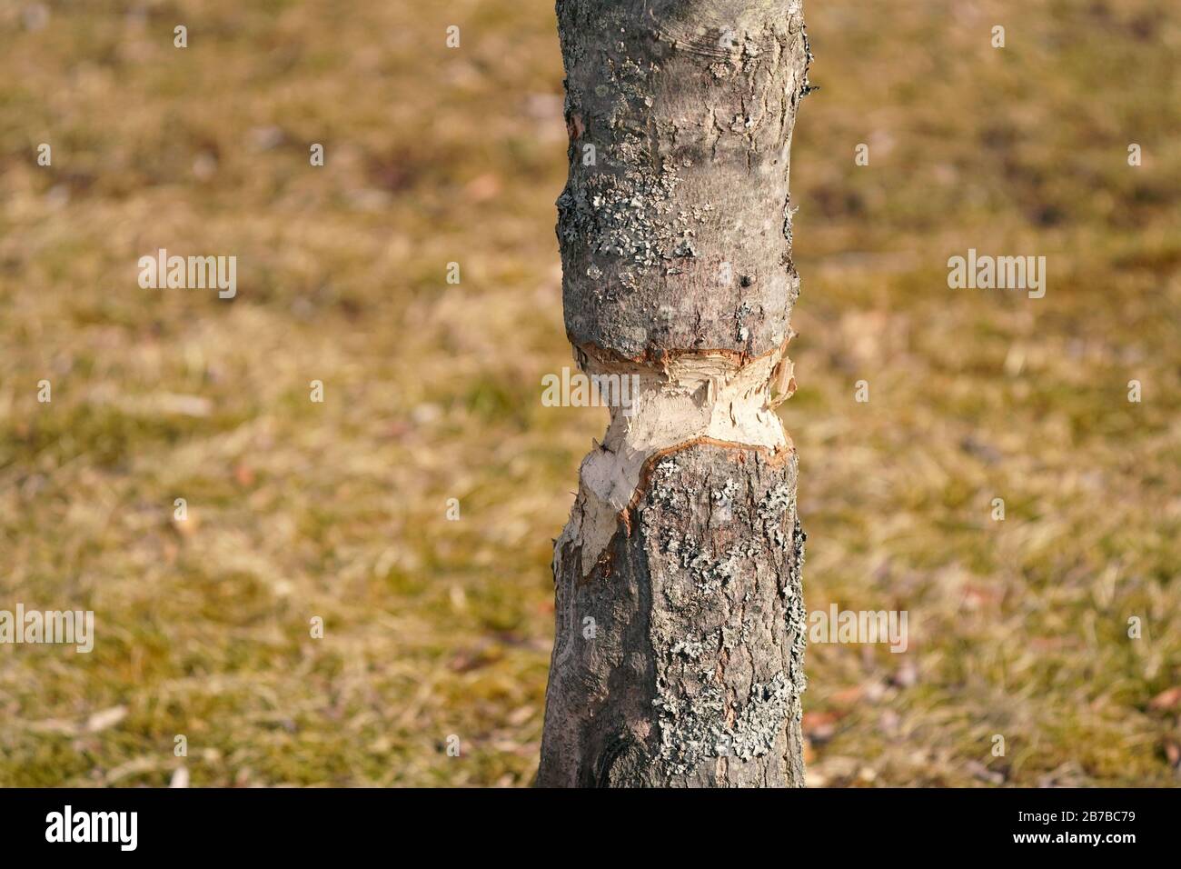 Beaver damaged tree Stock Photo - Alamy