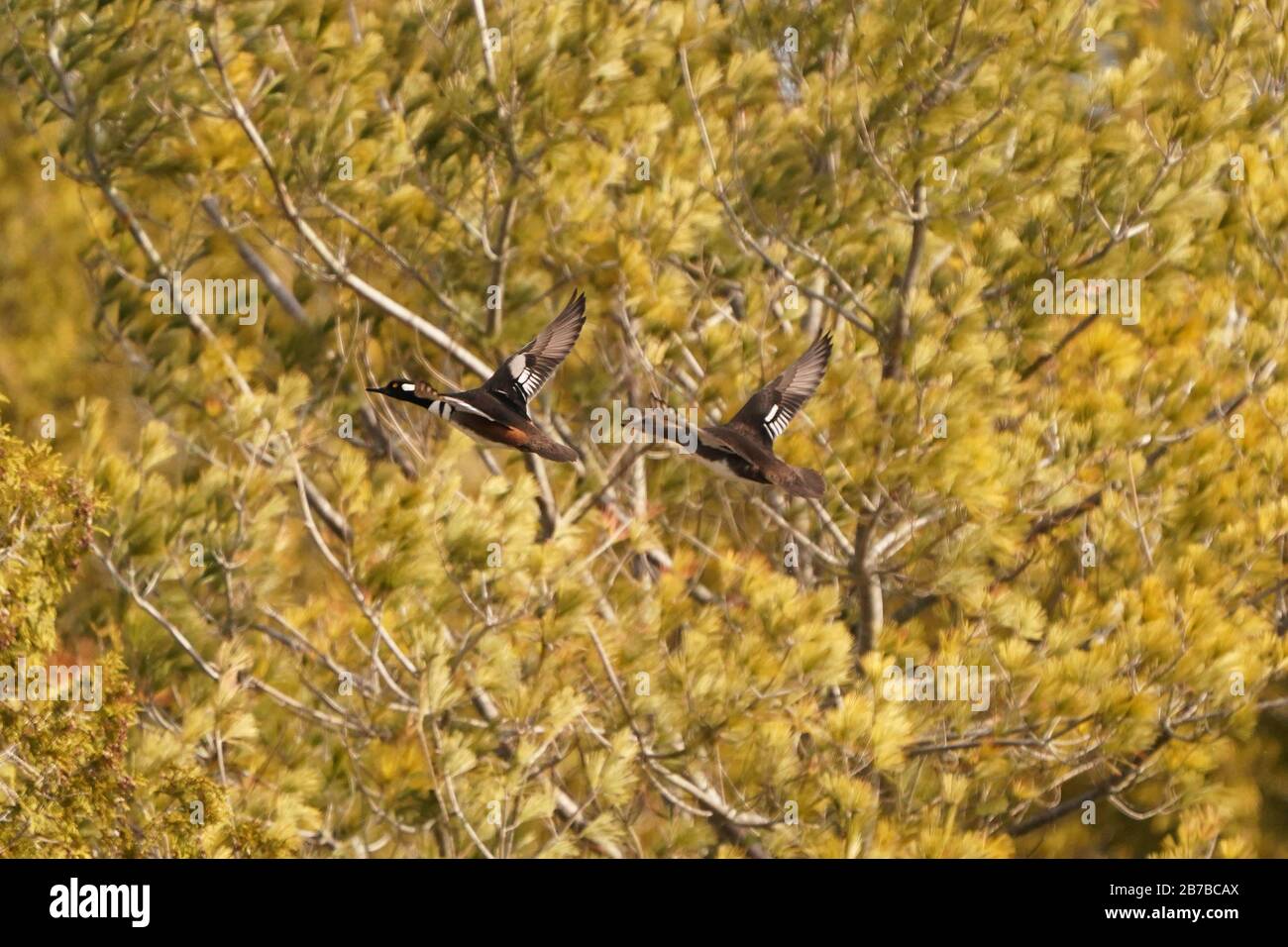 Hooded Merganser ducks in flight Stock Photo - Alamy
