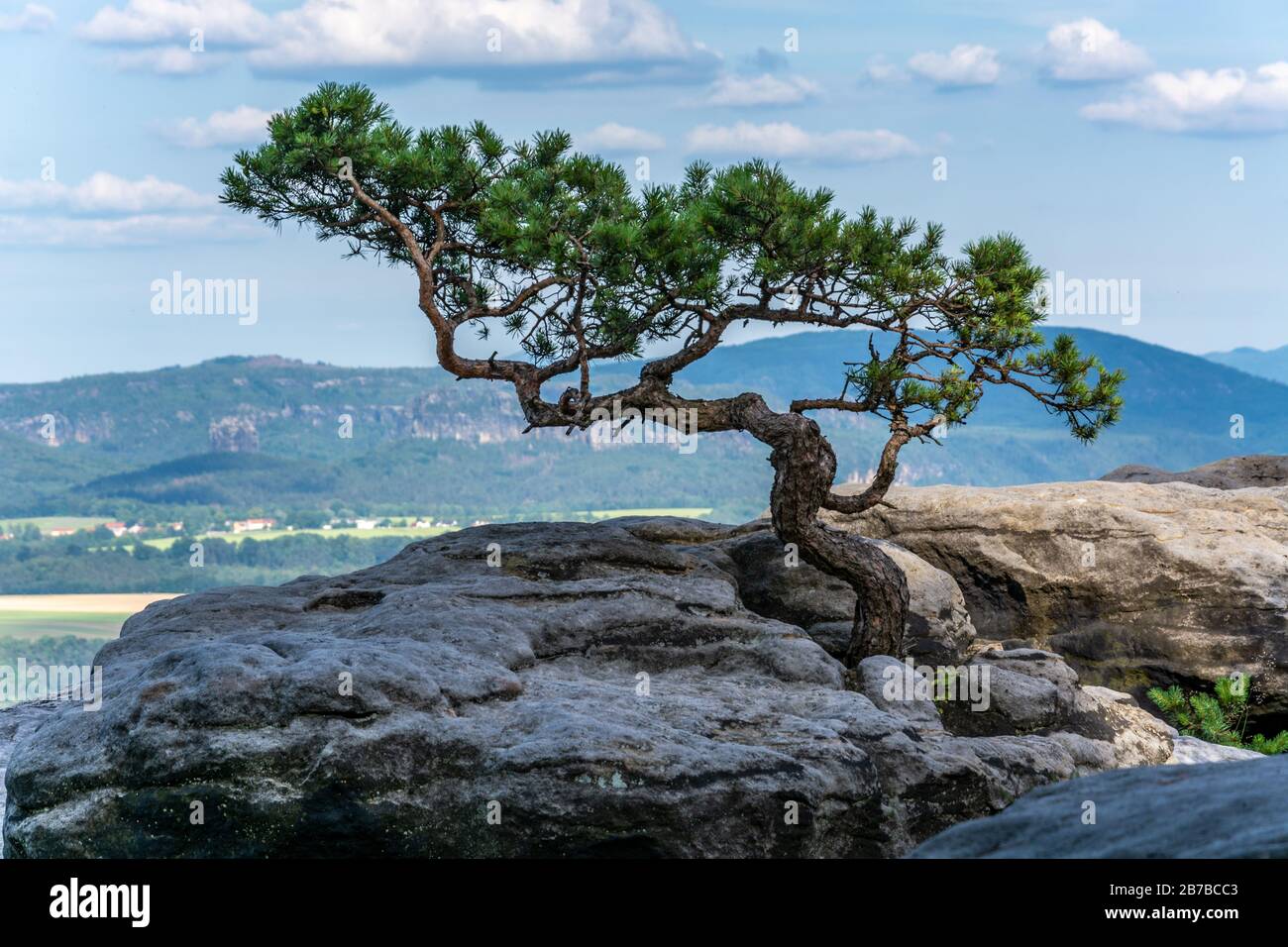 Formed tree hi-res stock photography and images - Alamy