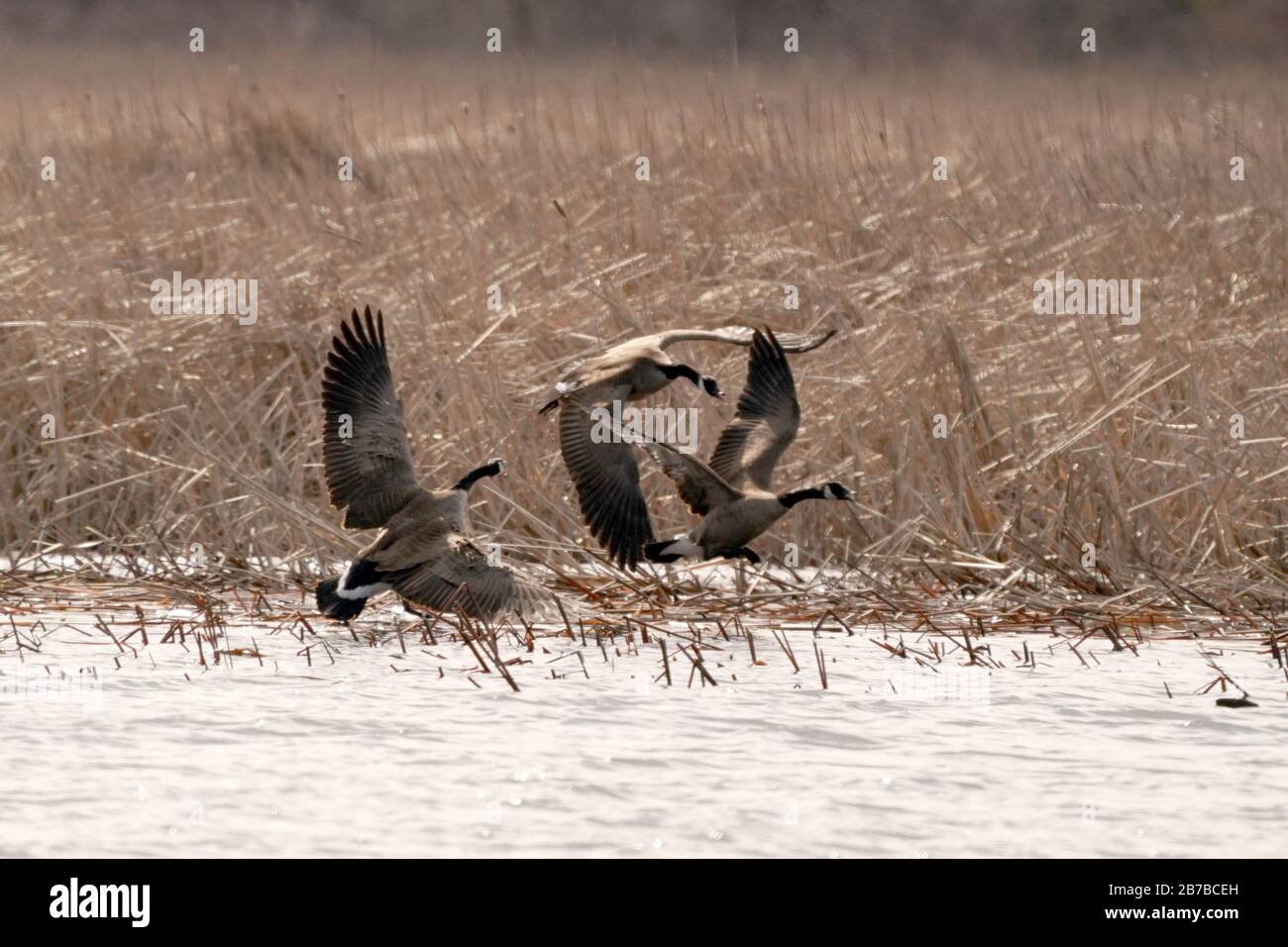 Angry Goose High Resolution Stock Photography and Images - Alamy