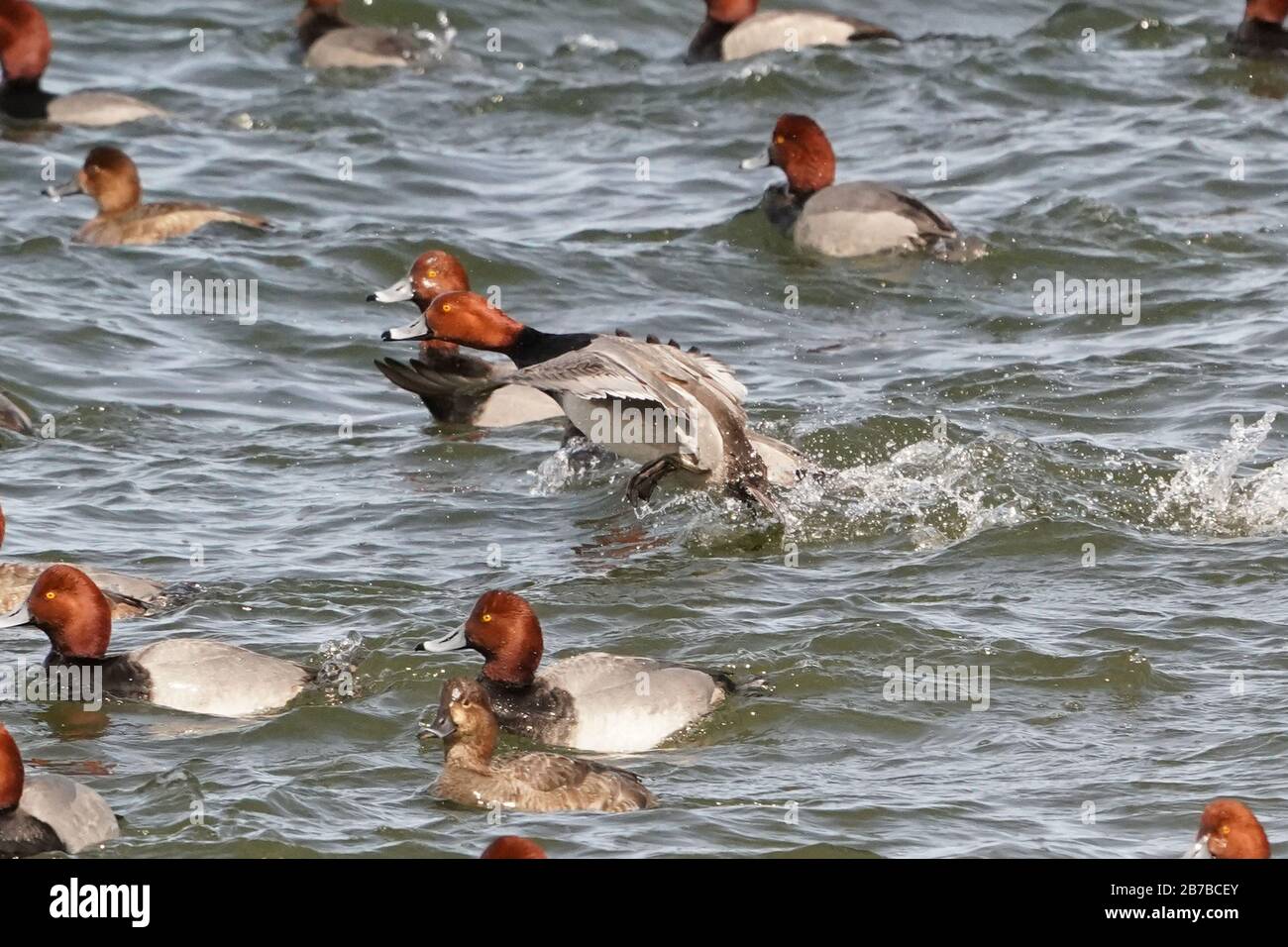 Large flock of Red head ducks migrating Stock Photo - Alamy