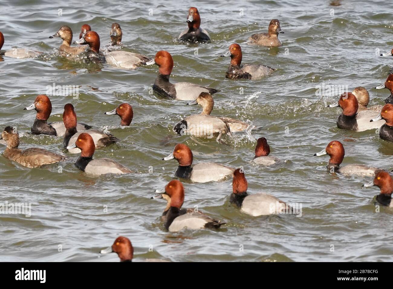 Large flock of Red head ducks migrating Stock Photo - Alamy
