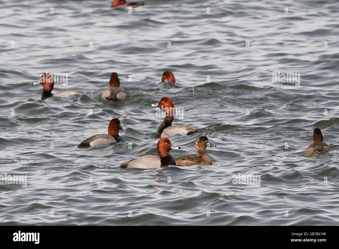 Large flock of Red head ducks migrating Stock Photo - Alamy