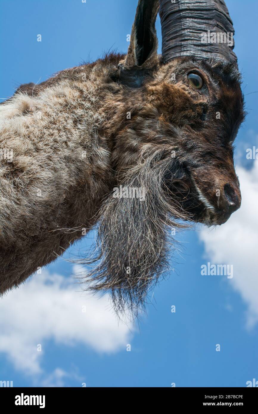 Wild brown mountain goat with two huge horns Stock Photo - Alamy