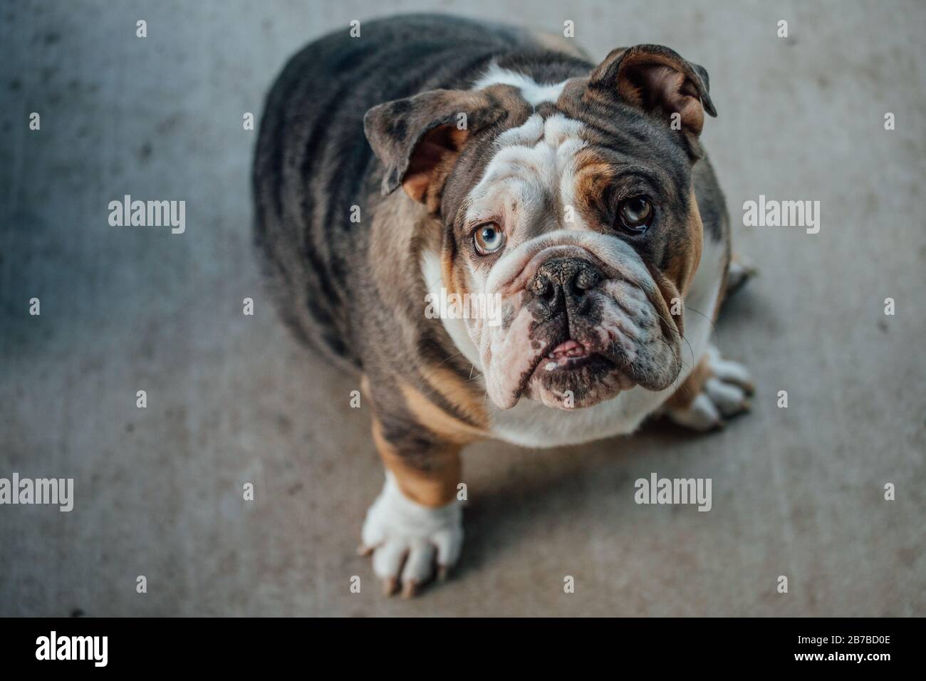 Definition of english hi-res stock photography and images - Alamy