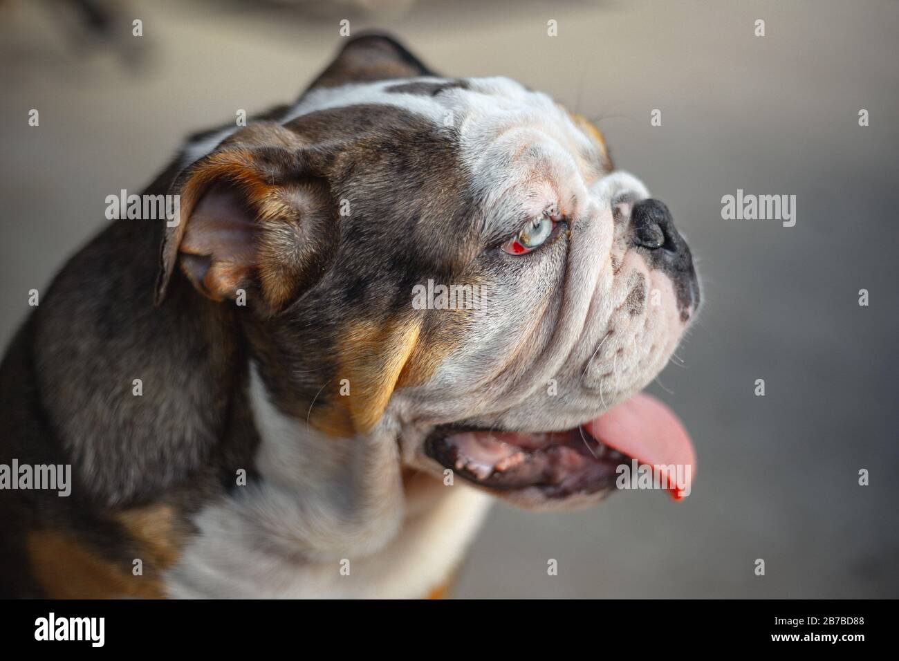 Definition of english hi-res stock photography and images - Alamy