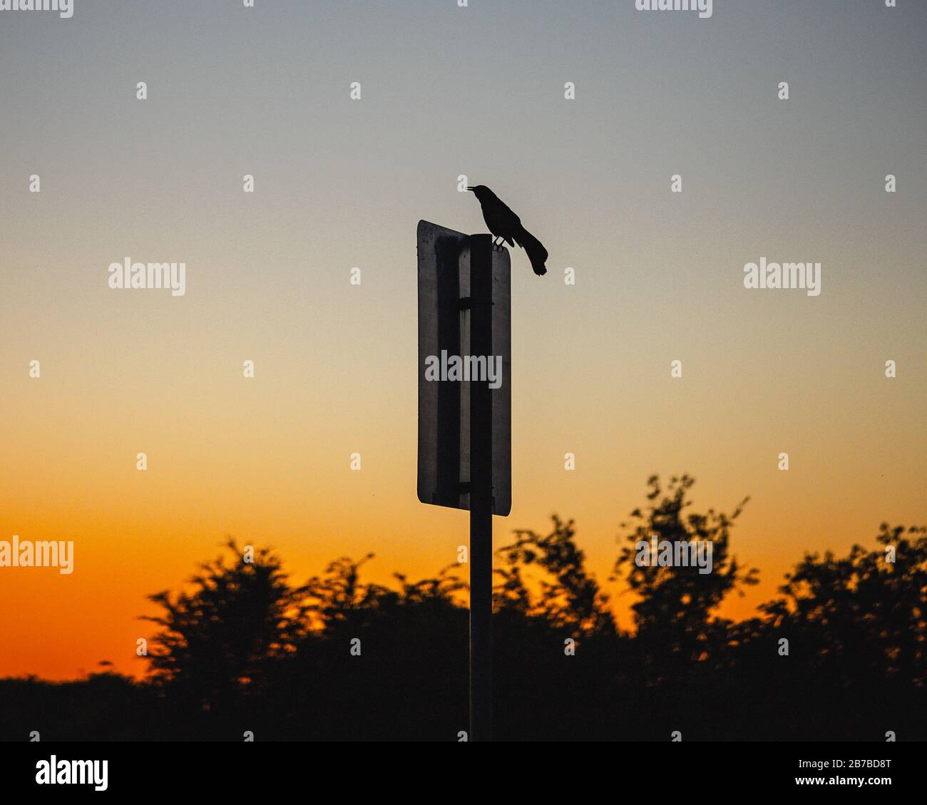 Bird on sign Stock Photo - Alamy