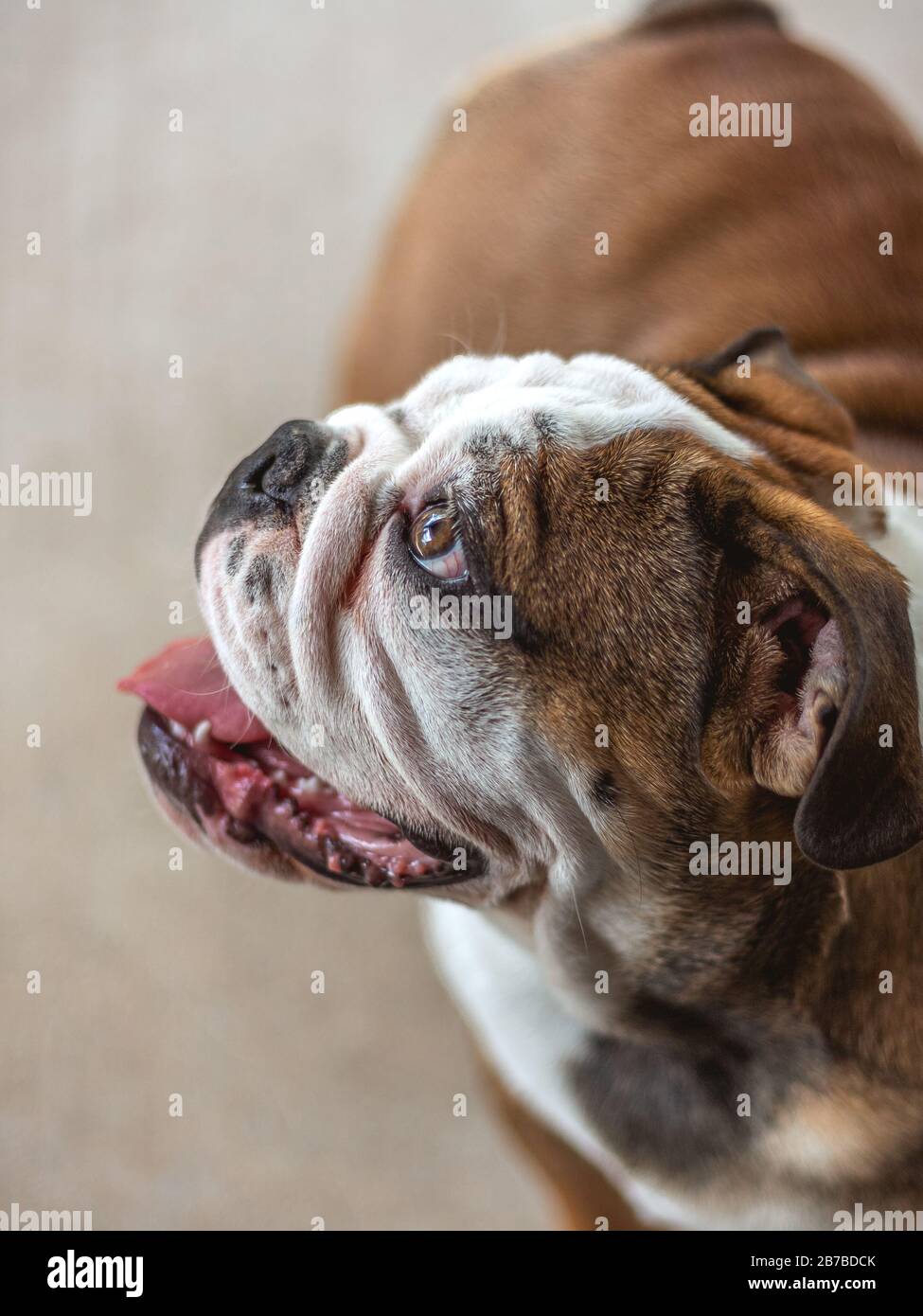 Definition of english hi-res stock photography and images - Alamy