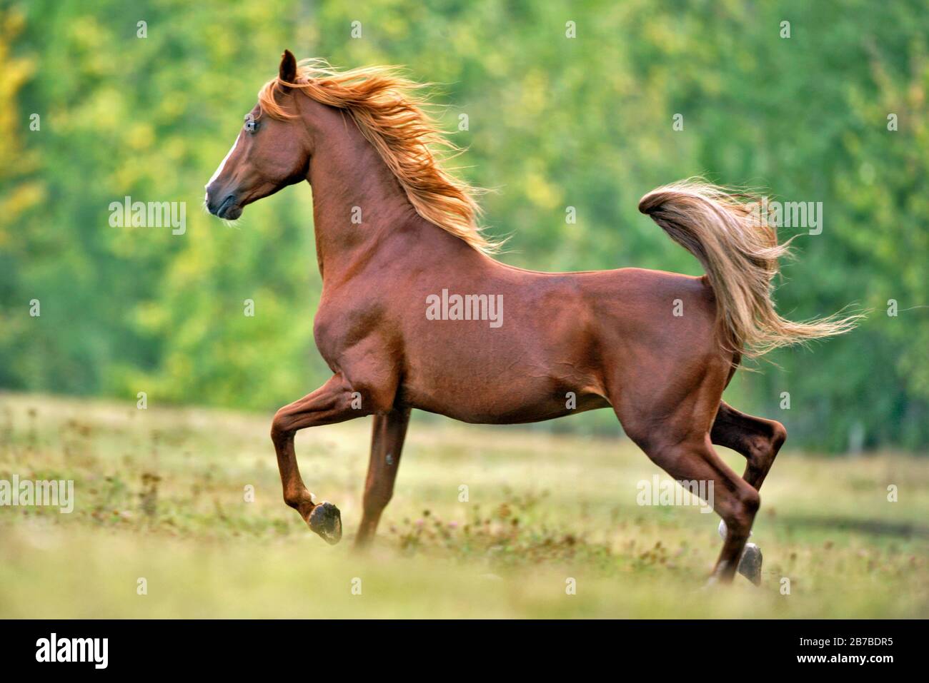 Flaxen Chestnut Arabian Horse