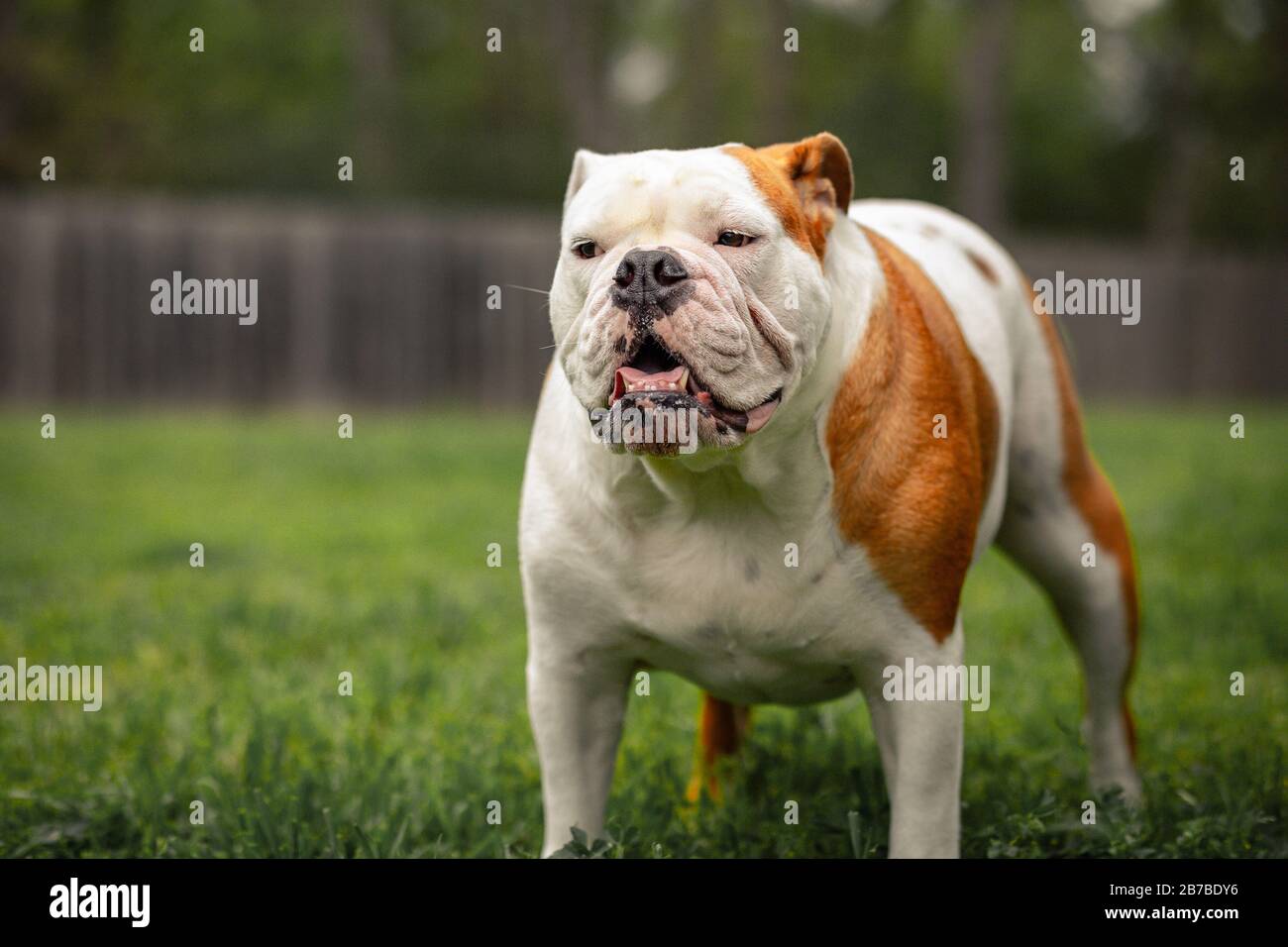 Definition of english hi-res stock photography and images - Alamy