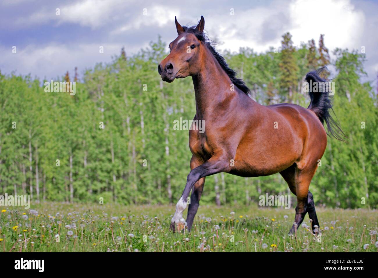 Light Bay Arabian Horses
