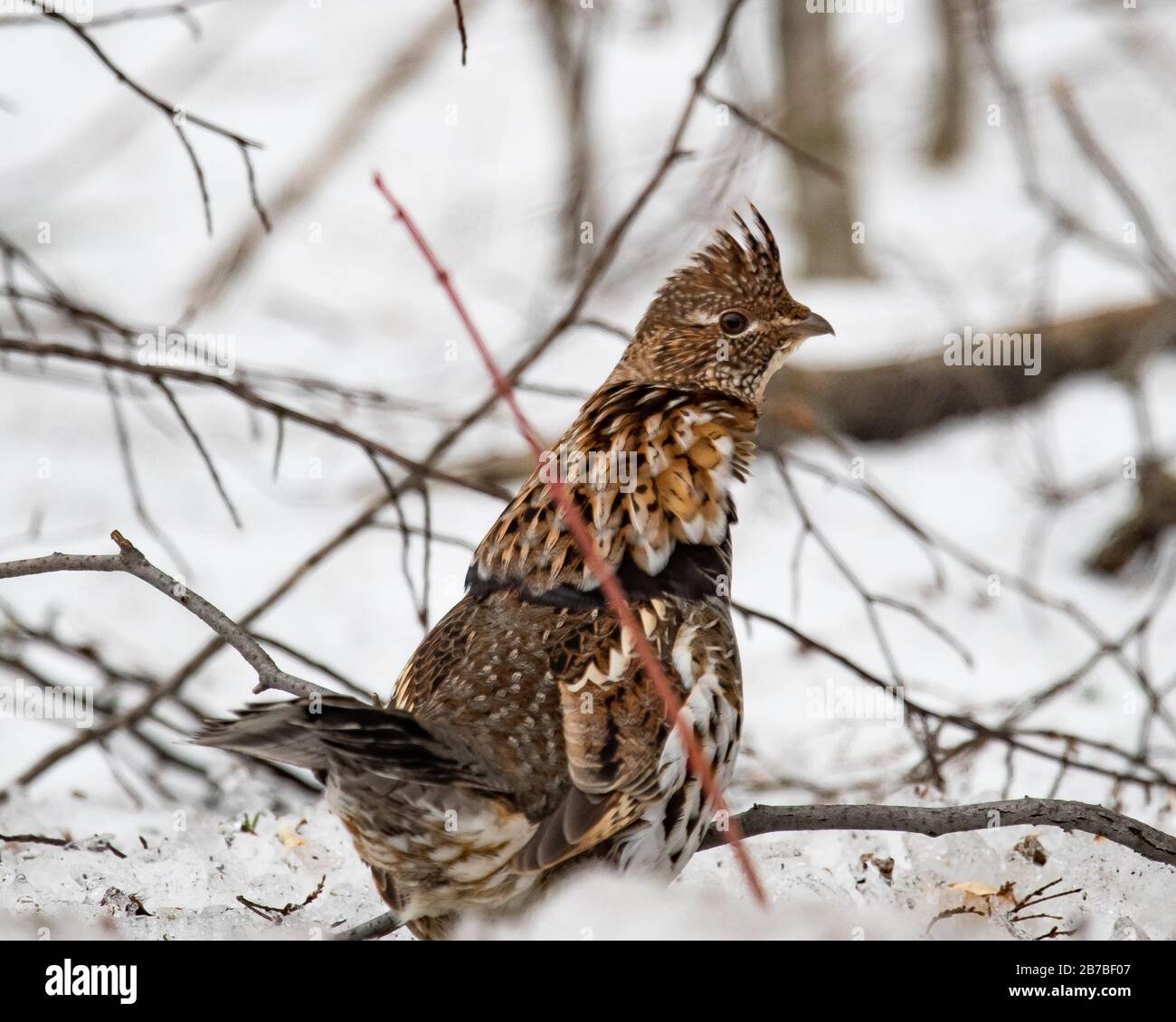 Snow camo hi-res stock photography and images - Alamy