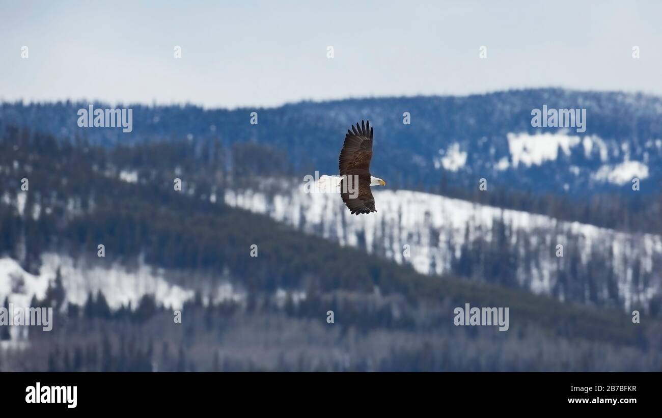 Bald eagle flying over trees hi-res stock photography and images - Alamy
